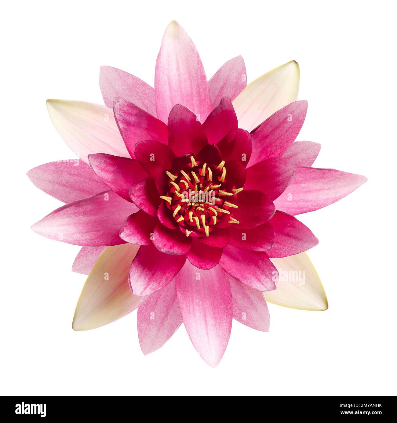 Beautiful blooming lotus flower isolated on white Stock Photo - Alamy