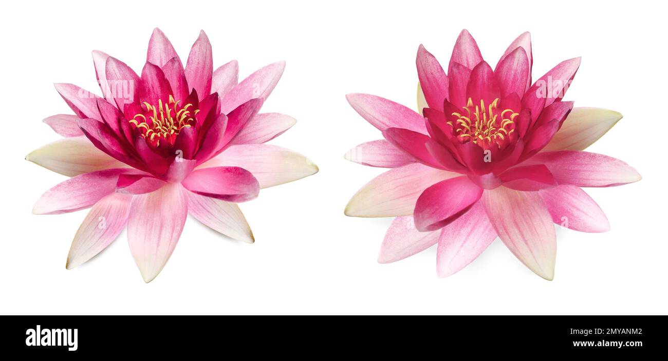 Two beautiful lotus flowers isolated on white Stock Photo - Alamy