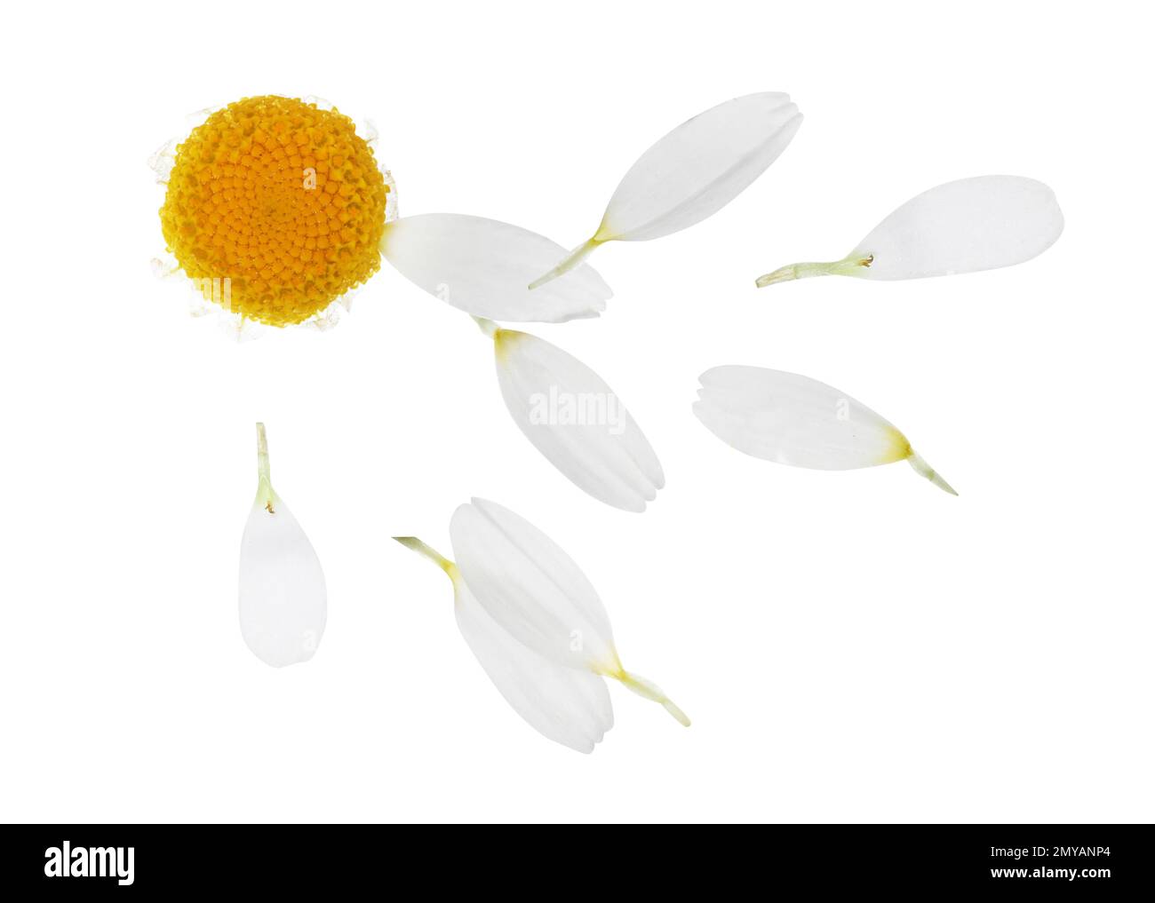 Beauty of imperfect flower hi-res stock photography and images - Alamy