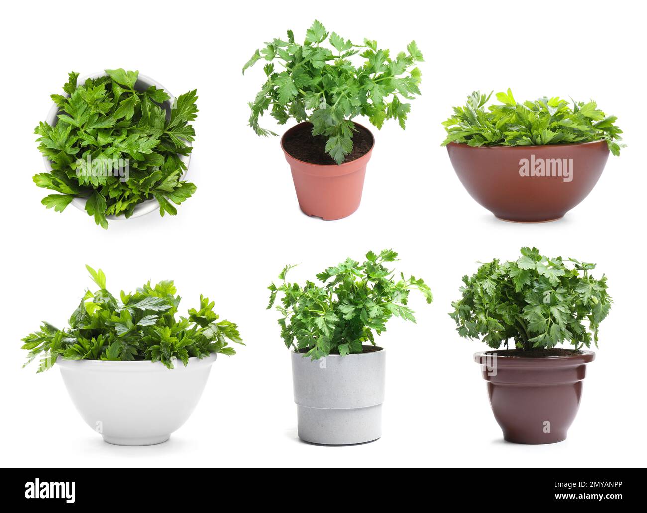 Set with potted parsley plants on white background Stock Photo - Alamy