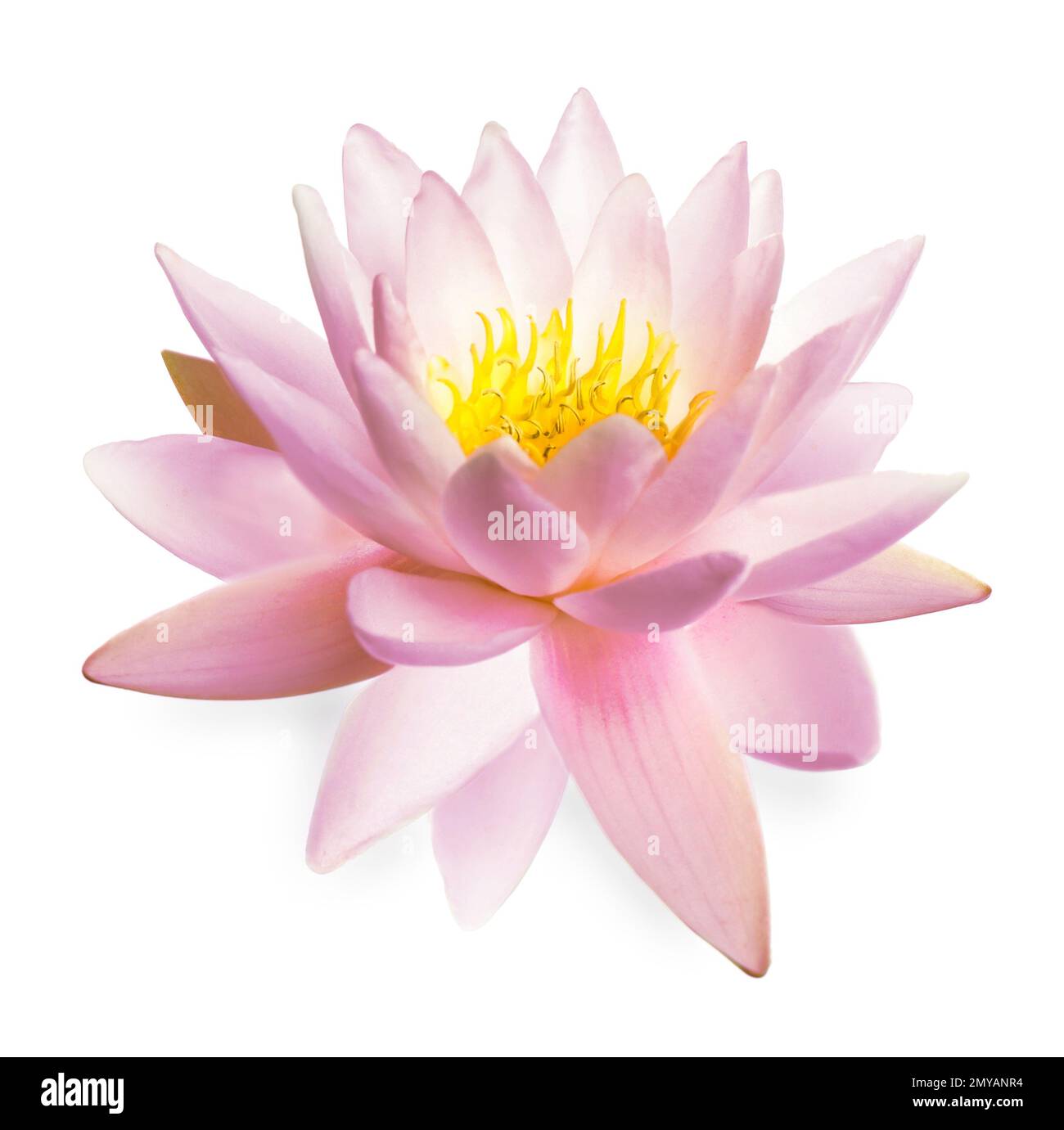Lotus flower detail Cut Out Stock Images & Pictures - Alamy