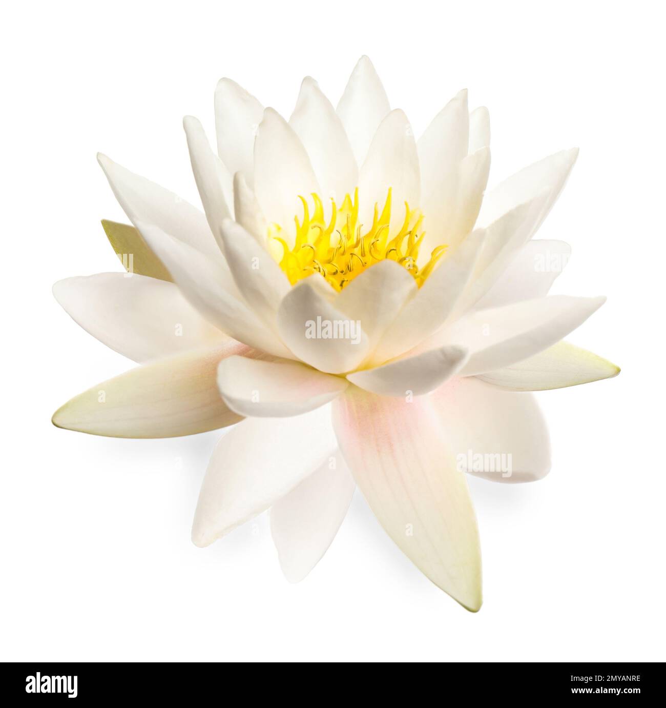 Lotus flower detail Cut Out Stock Images & Pictures - Alamy