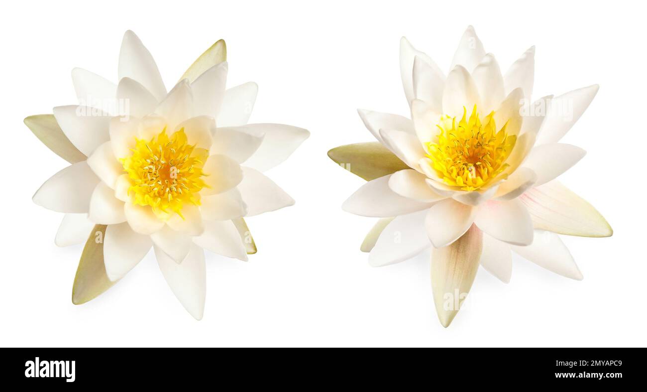 Two beautiful lotus flowers isolated on white Stock Photo - Alamy