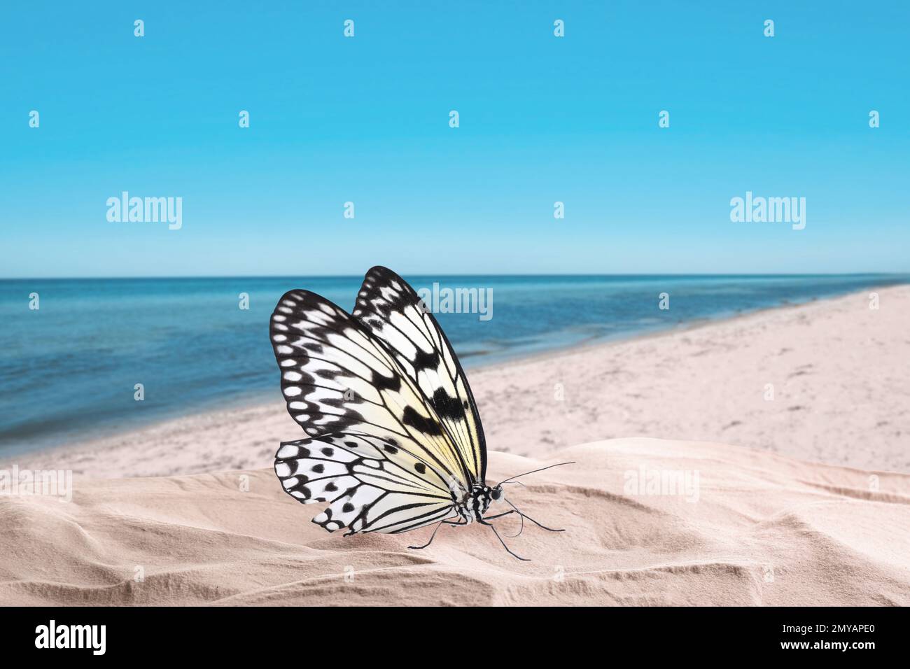 Beautiful butterfly on sandy beach near sea Stock Photo - Alamy
