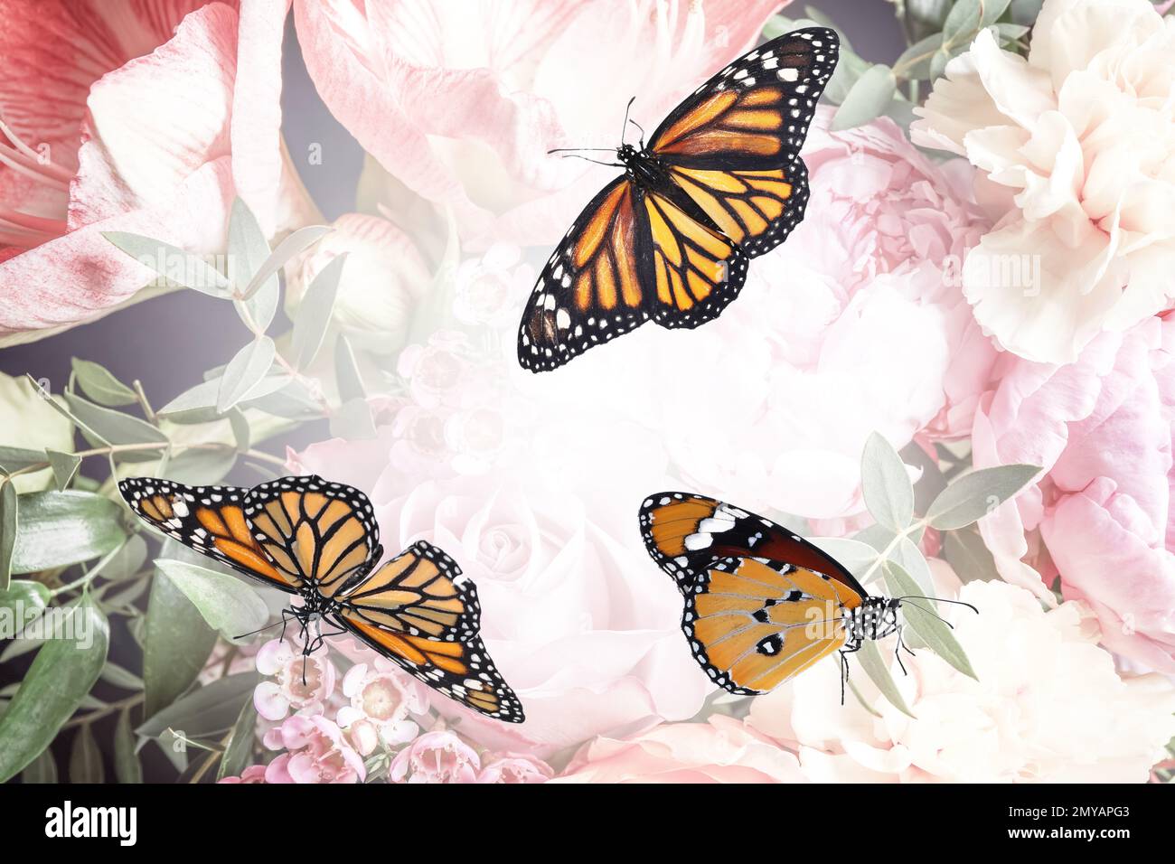 Beautiful monarch and plain tiger butterflies on flowers, closeup Stock ...