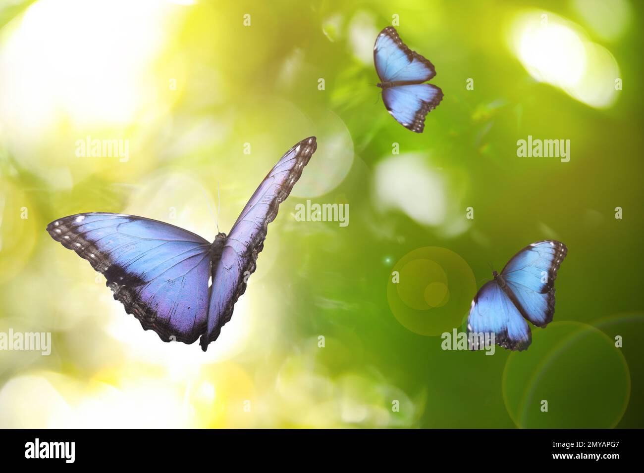 Beautiful common morpho butterflies flying in green garden Stock Photo ...