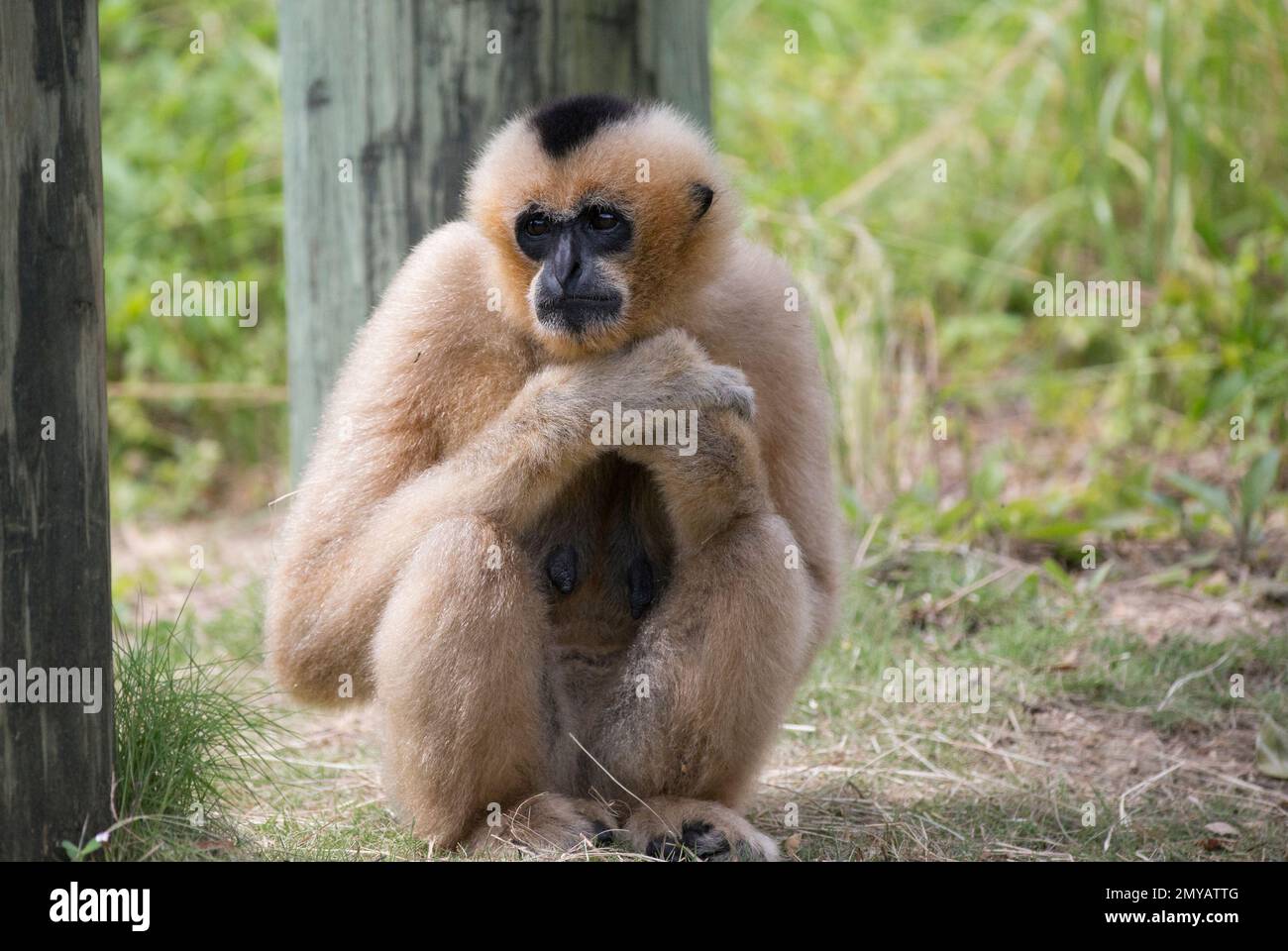 A white-cheeked gibbon sits in its exhibit space at Zoo Miami, Friday ...