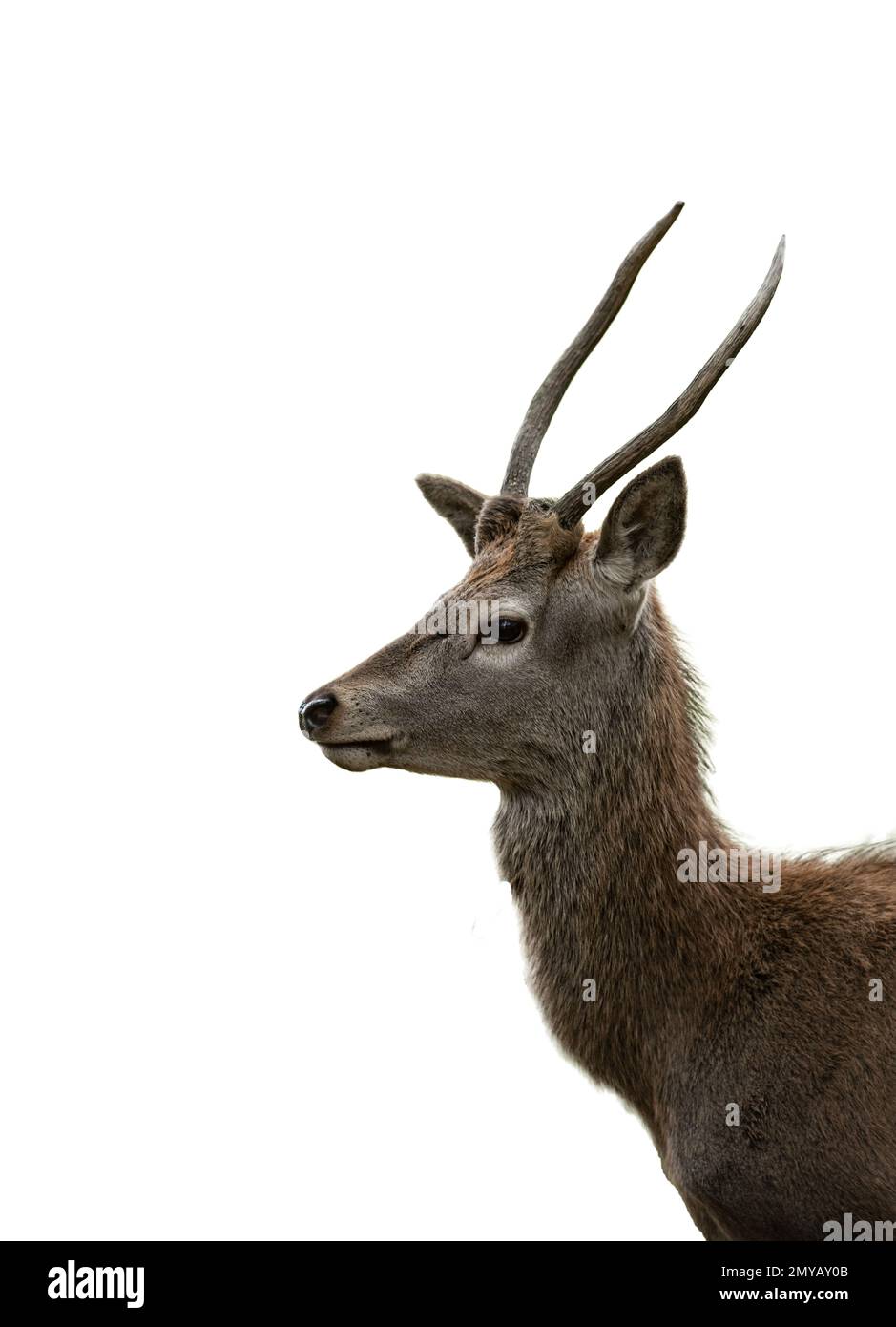 deer buck head and sholders isolated on white Stock Photo - Alamy