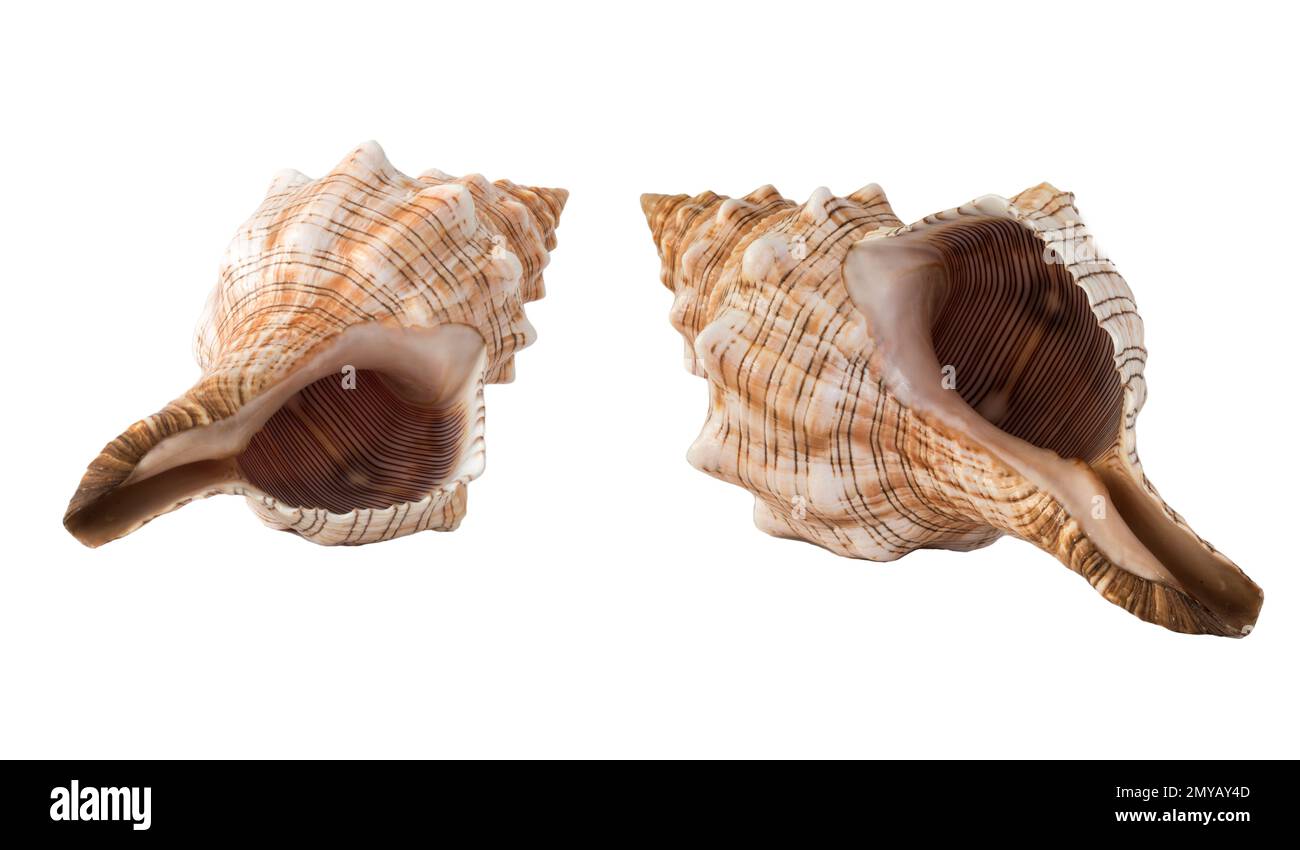 close up of conch shell isolated on white background Stock Photo - Alamy