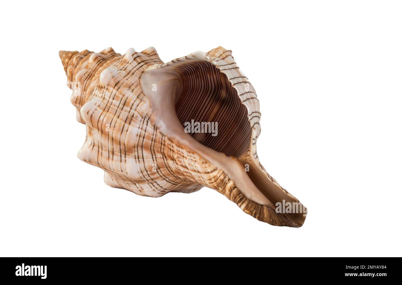 close up of conch shell isolated on white background Stock Photo - Alamy