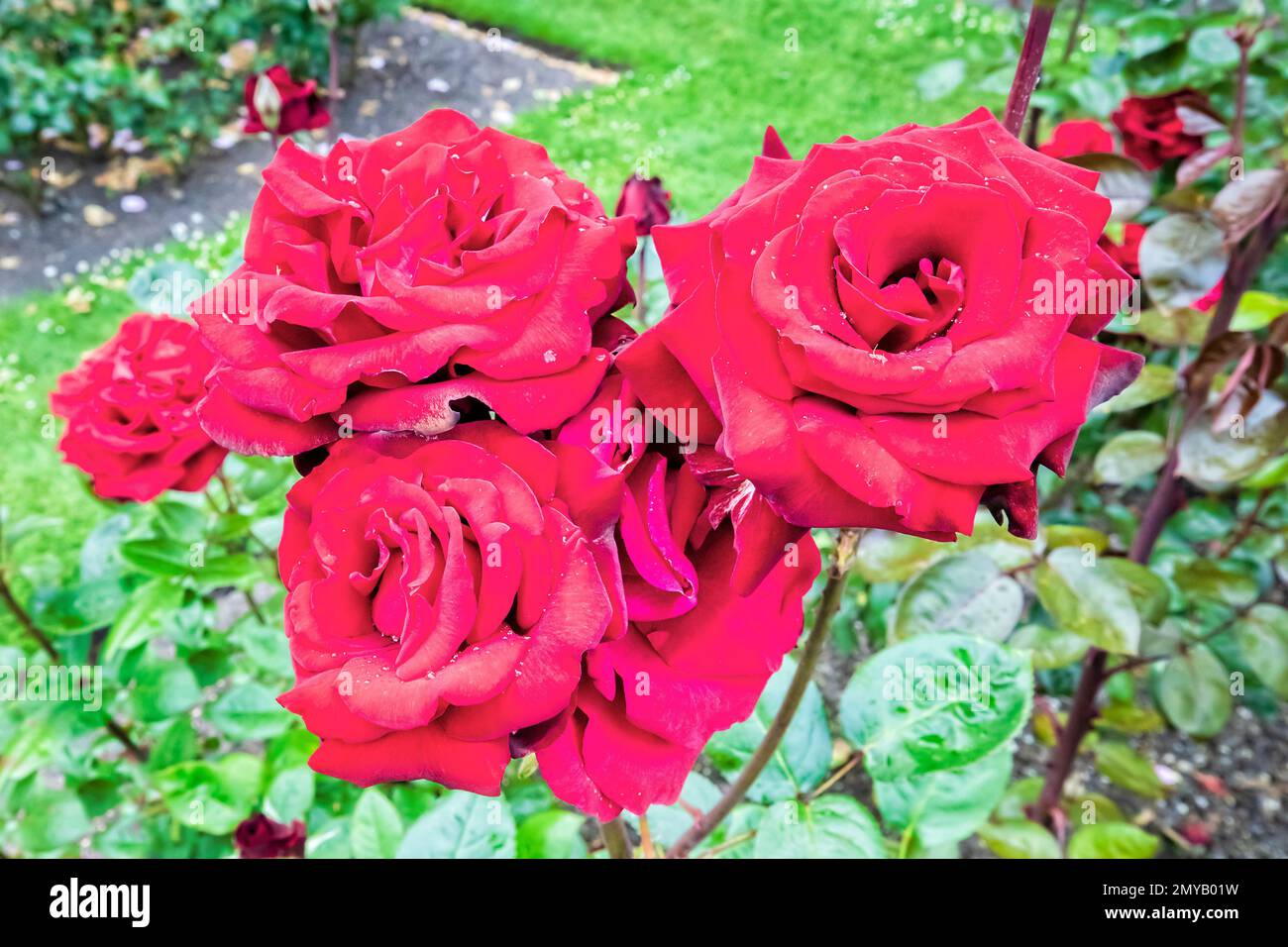 Large ruby roses heads on live bush in public park of Christchurch city ...