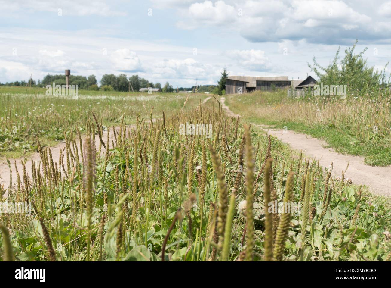 old sandy country road overgrown with grass Stock Photo - Alamy