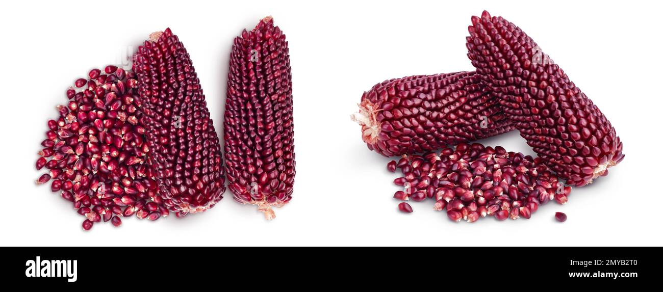 Purple corn or maize with seeds isolated on white background with full ...