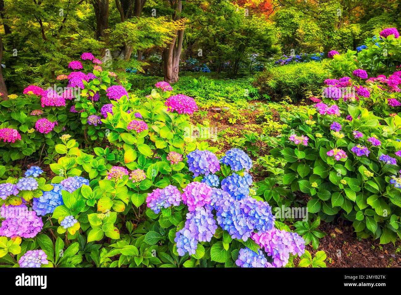 Colourful blossoming flower plants in public green park of Christchurch ...