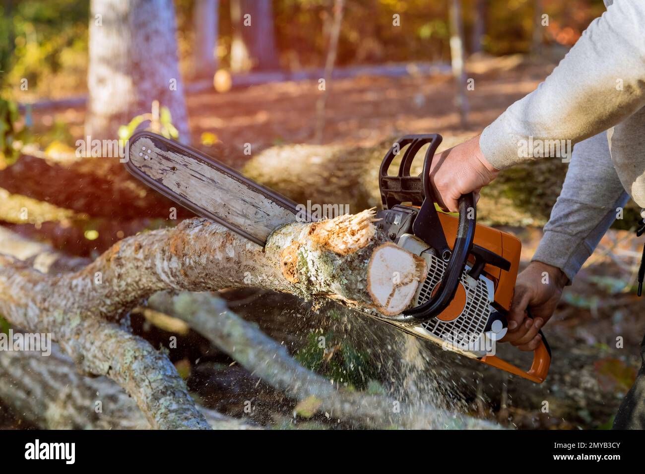 It is after hurricane that woodcutter saws down trees in forest with ...