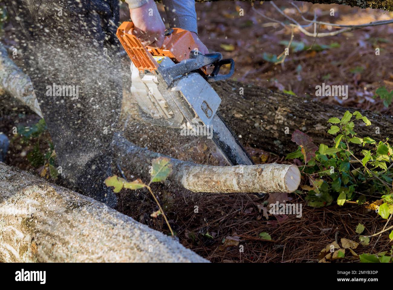 During aftermath of hurricane woodcutter sawed down trees in forest ...