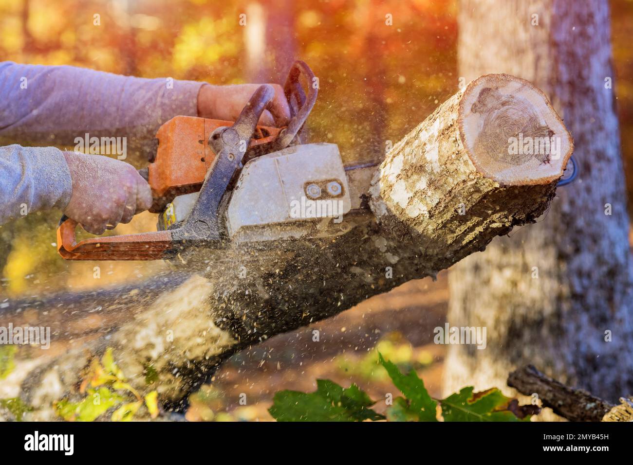 After hurricane woodcutter saws down trees with aid of hand chainsaw in ...