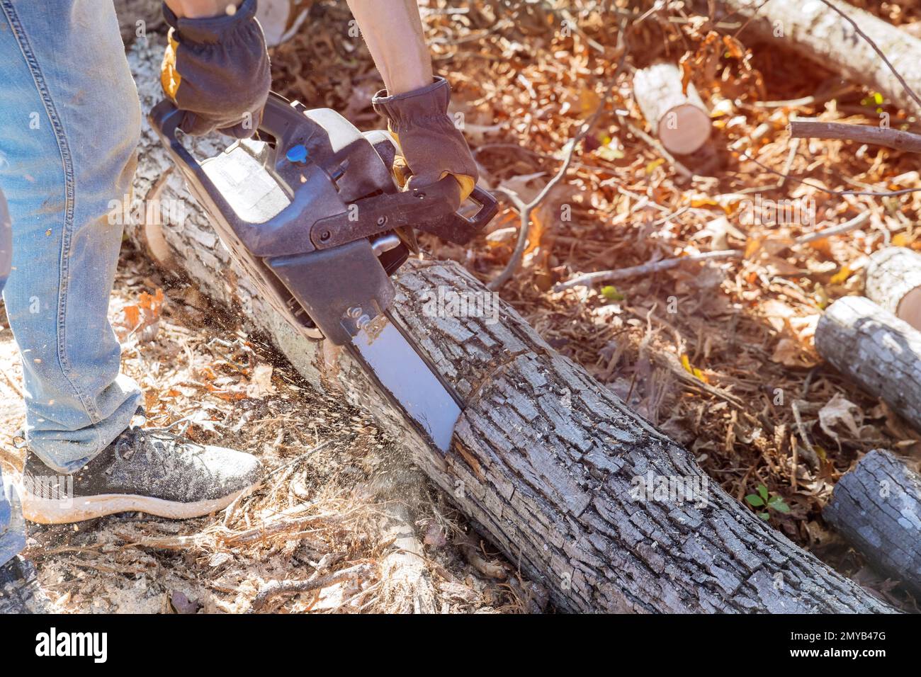 After hurricane woodcutter saws down trees with hand chainsaw in forest ...