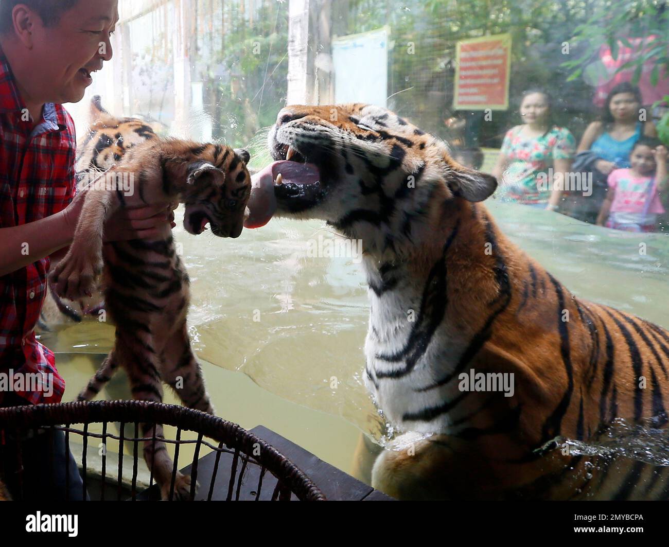 Bengal tiger "Cory" tries to lick her cub "Tiger Duterte" from behind ...