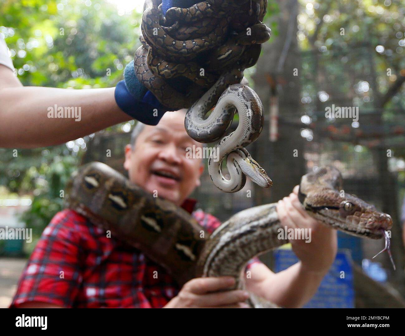 A caretaker displays seven newly-hatched Philippine reticulated python ...