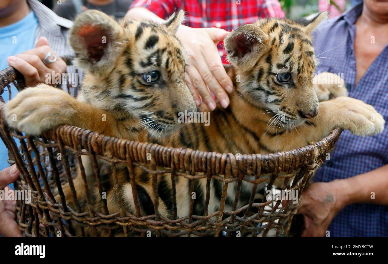 Bengal tiger cubs "Tiger Duterte," left, and "Tiger Leni" are presented ...