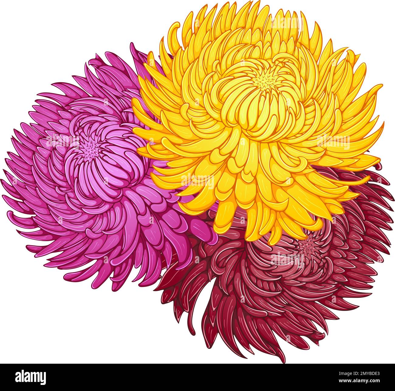 Chrysanthemum white purple three Stock Vector Images - Alamy