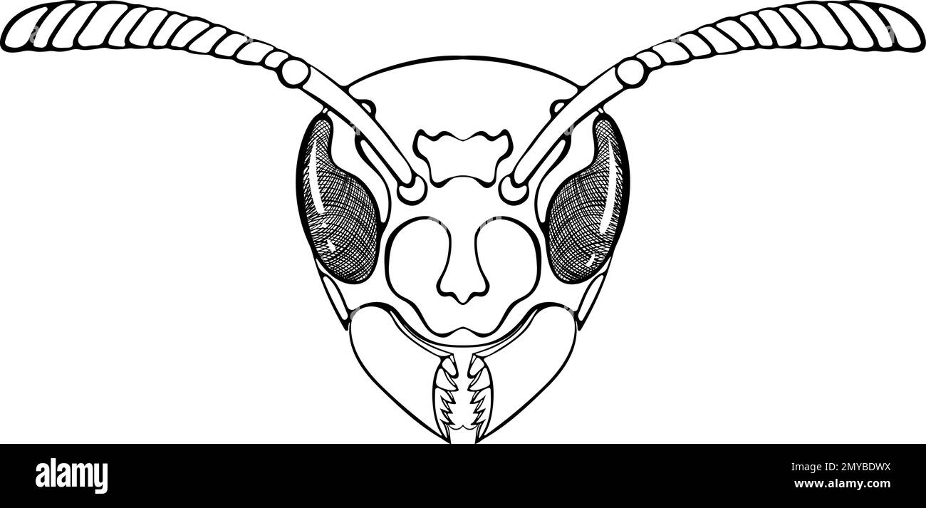 Wasp face Stock Vector Images - Alamy