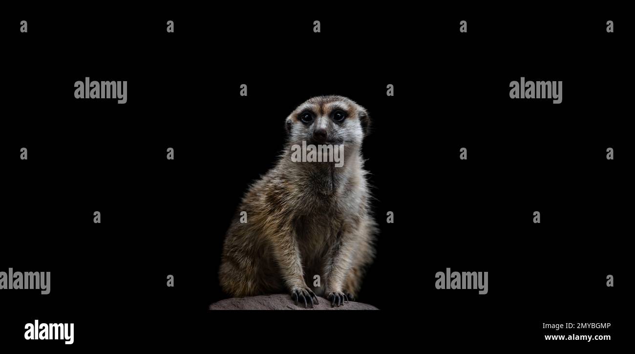 A close-up of a meerkat or suricate, black background, vertical Stock ...