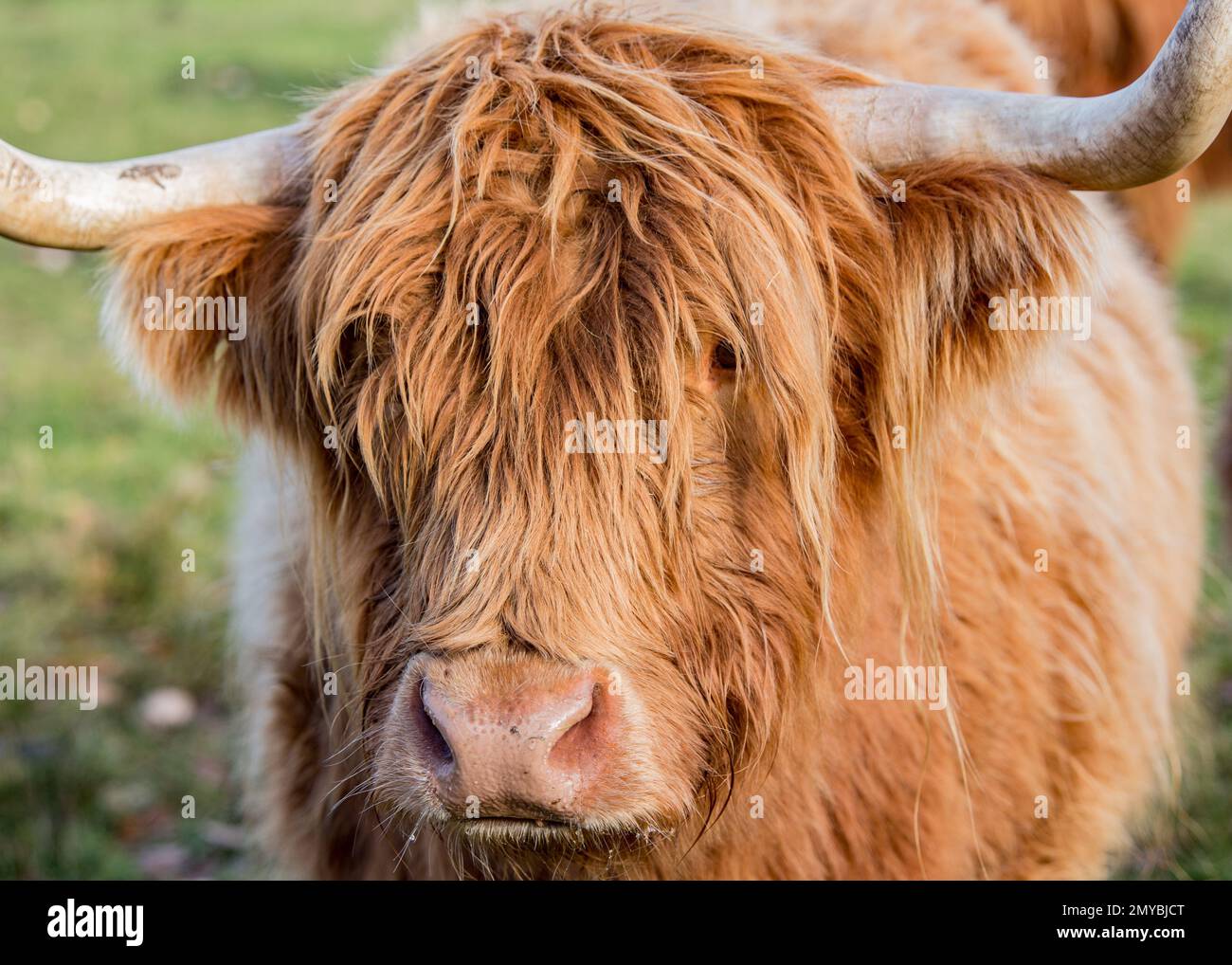 A portrait of a brown Highland Cow on a farm Stock Photo - Alamy