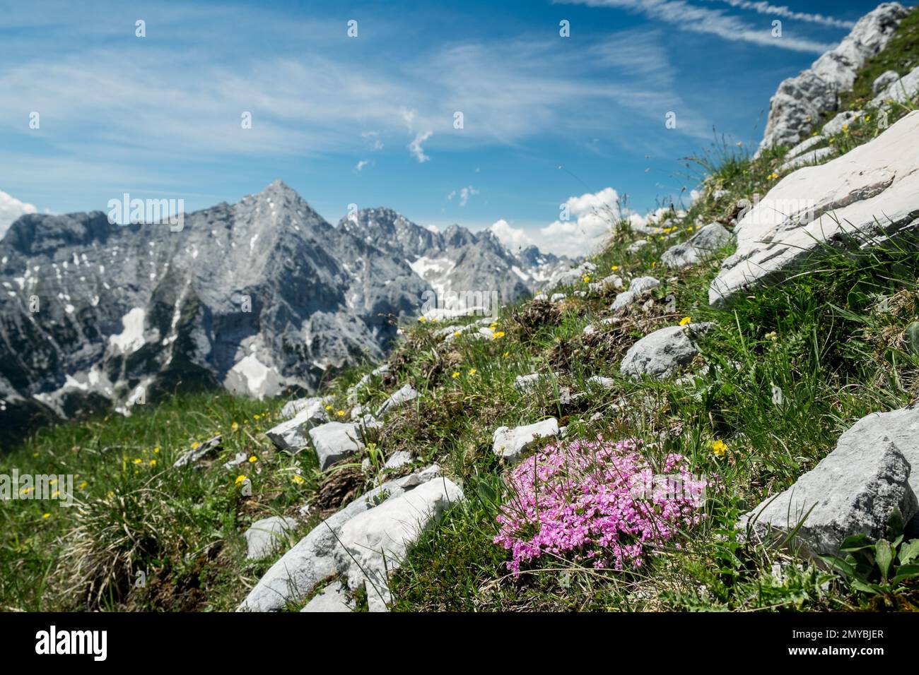 Alpenblumen hi-res stock photography and images - Alamy