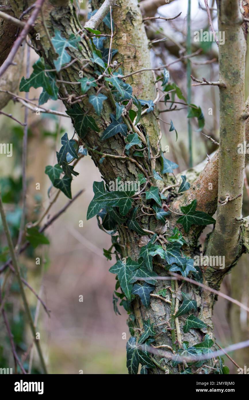 Ivy Weave - Close-up of ivy weaving its way up the boughs of a forest ...
