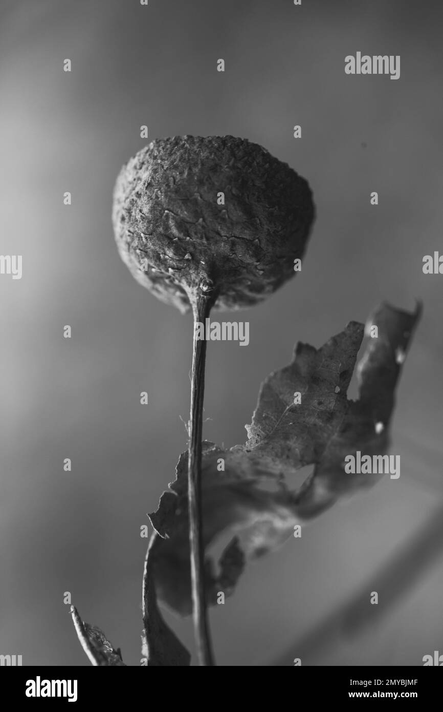 Acorn anatomy Black and White Stock Photos & Images - Alamy