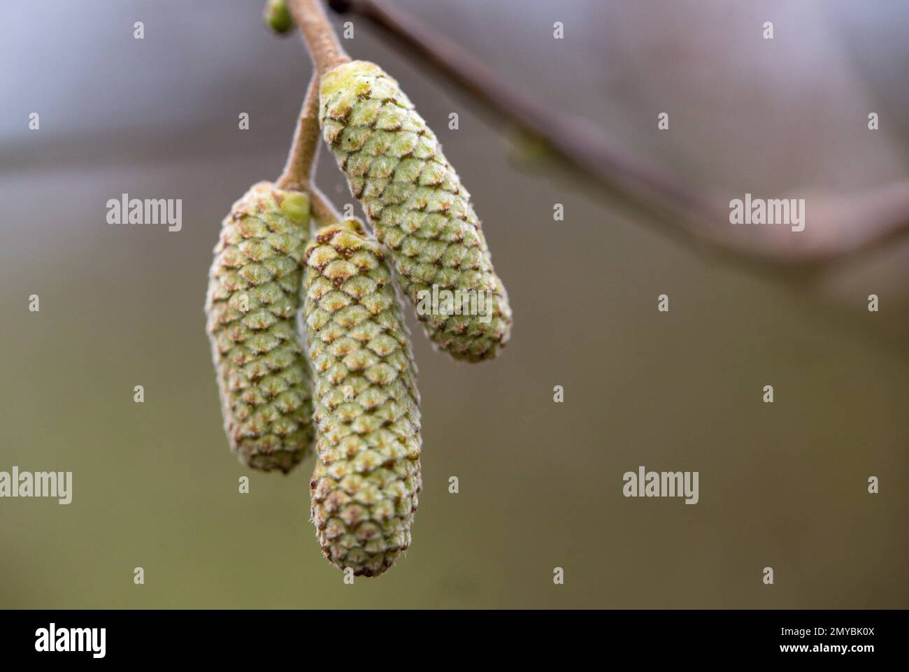 Winter Gardens - Close-up of Hazel Tree Catkins, corylus avellana Stock ...