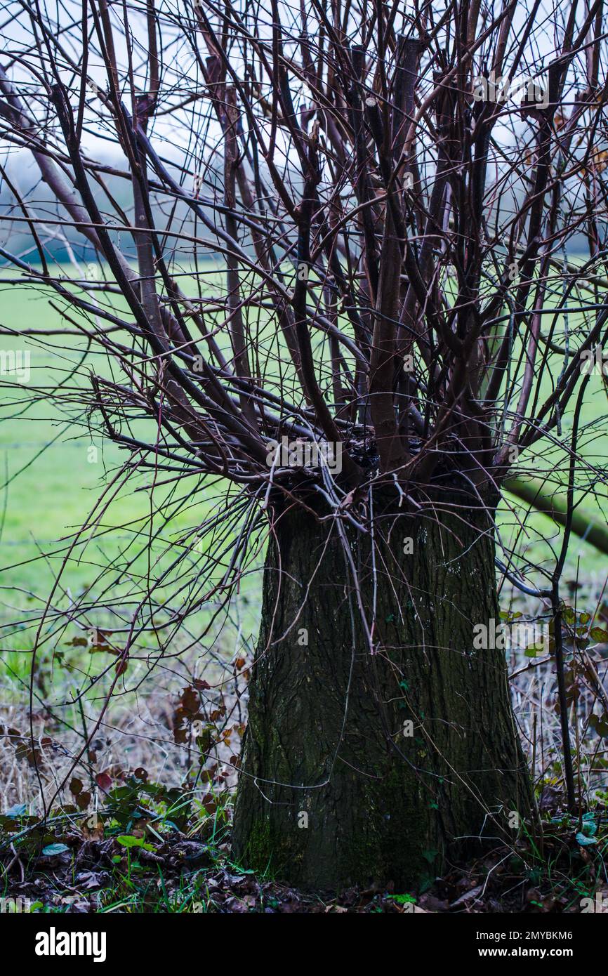 Pollarded ash tree hi-res stock photography and images - Alamy