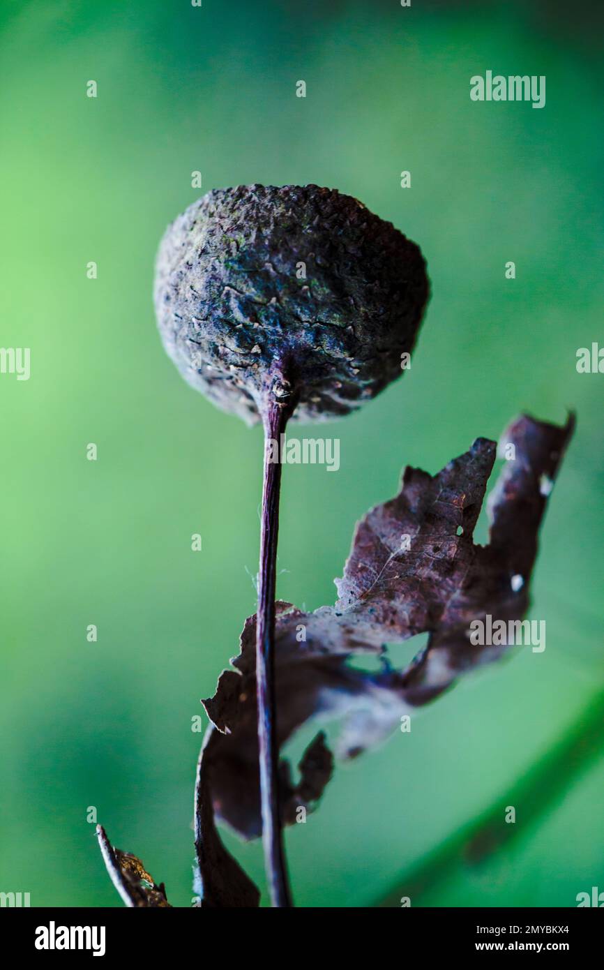 Macro of an upright Oaknut Cupole Stock Photo - Alamy