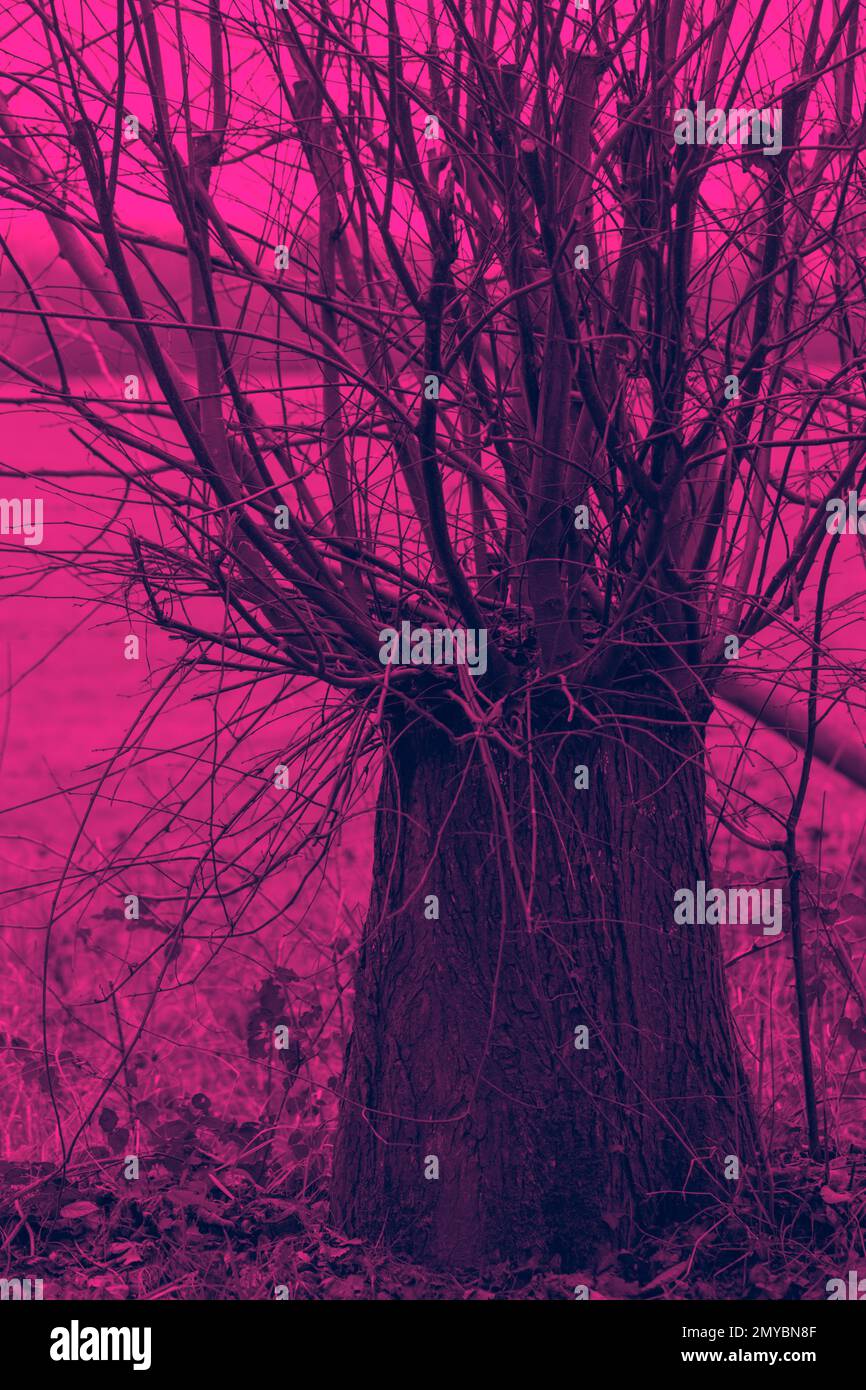 Covers and backgrounds - Forest and Folklore - Tree on Pink Ultra ...