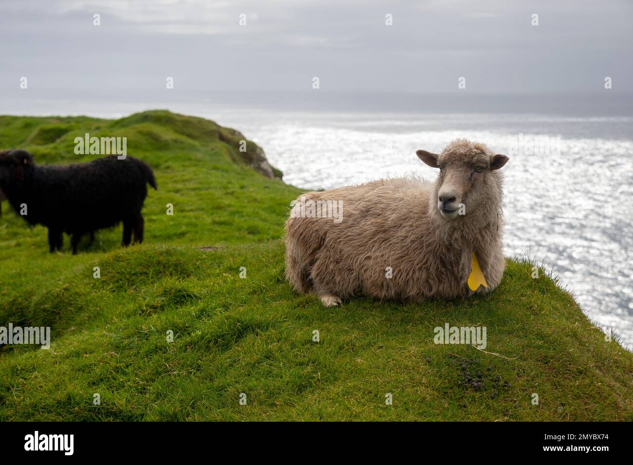 Sheeps pmn grassy cliffs neacr Akraberg light house in Southern Suduroy ...