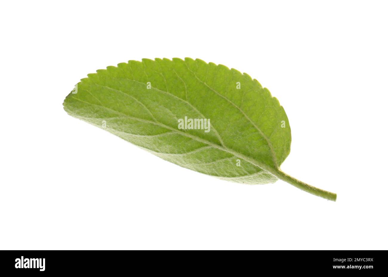 Green leaf of apple tree isolated on white Stock Photo - Alamy