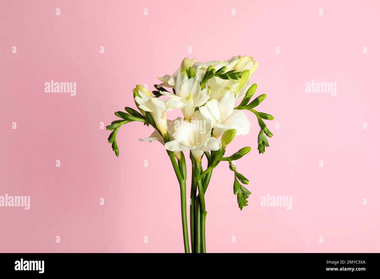 Beautiful freesia flowers on light pink background Stock Photo - Alamy