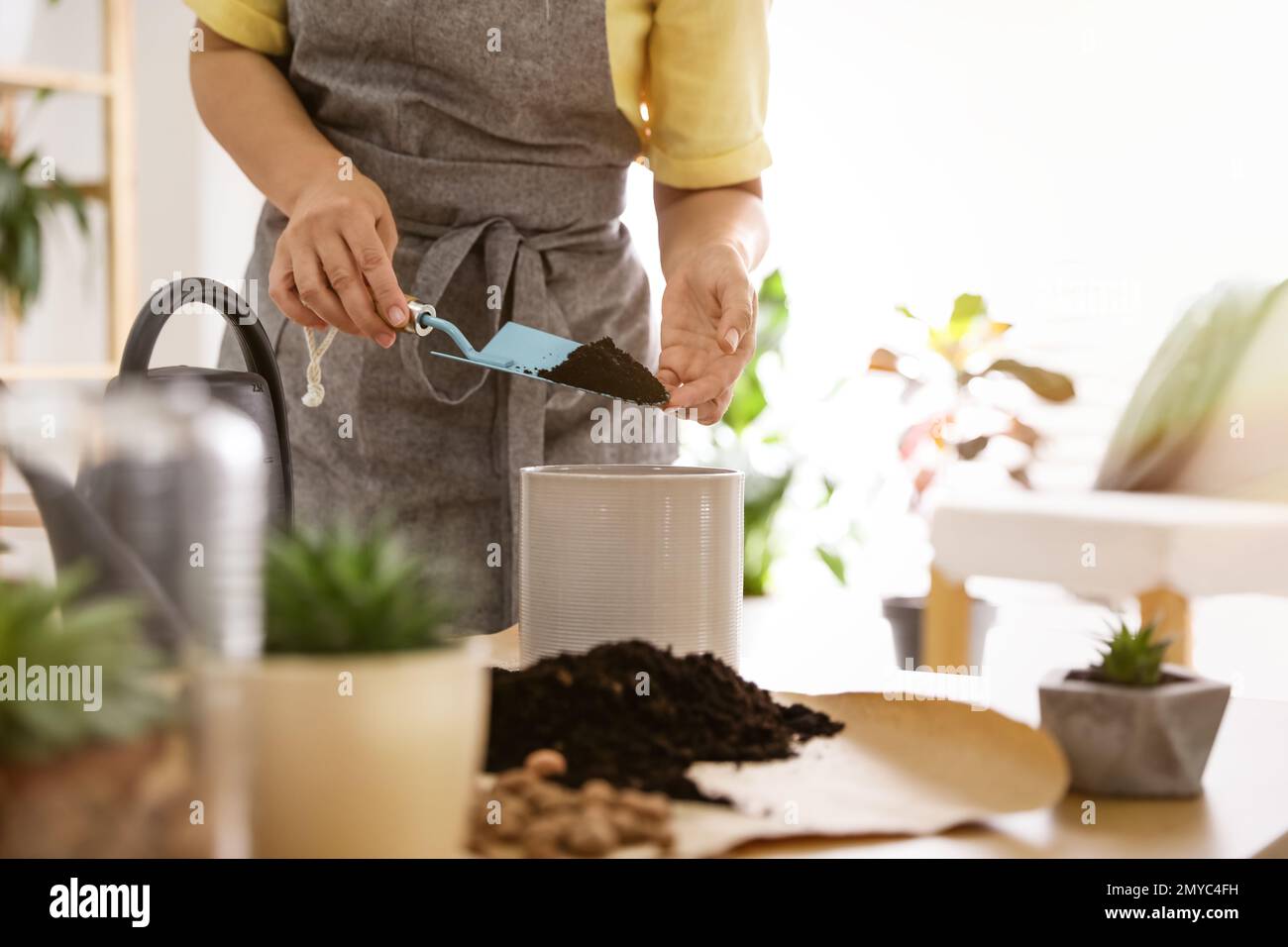 Woman potting plant at home, closeup. Engaging hobby Stock Photo - Alamy