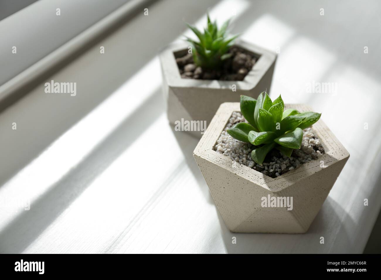 Beautiful succulent plants on white wooden window sill, closeup Stock ...
