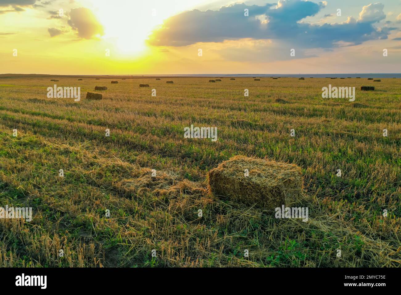 Hay block on mowed field on sunny day. Agricultural industry Stock ...