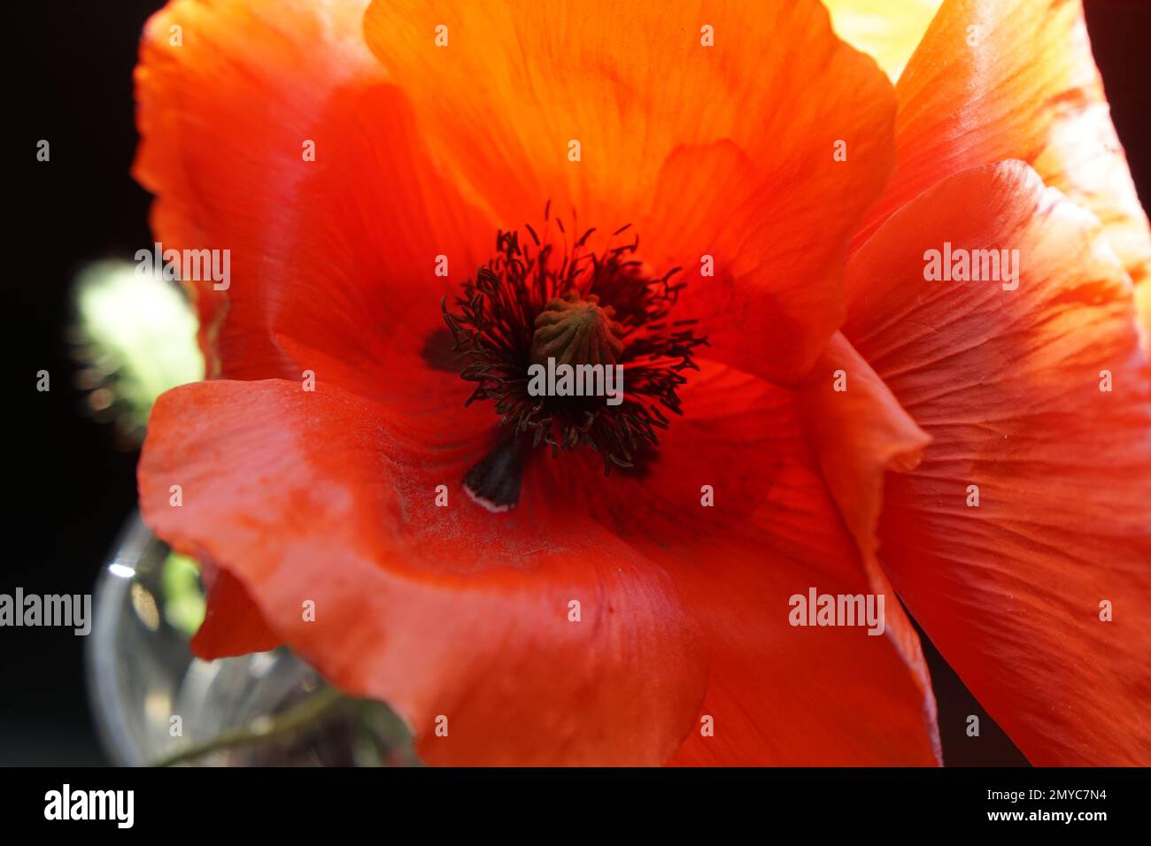macro detail of poppy in a green field out of focus Stock Photo - Alamy