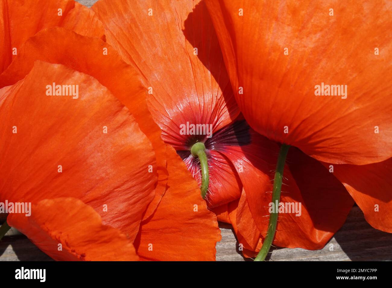 reverse of poppies pattern on a wood table Stock Photo - Alamy