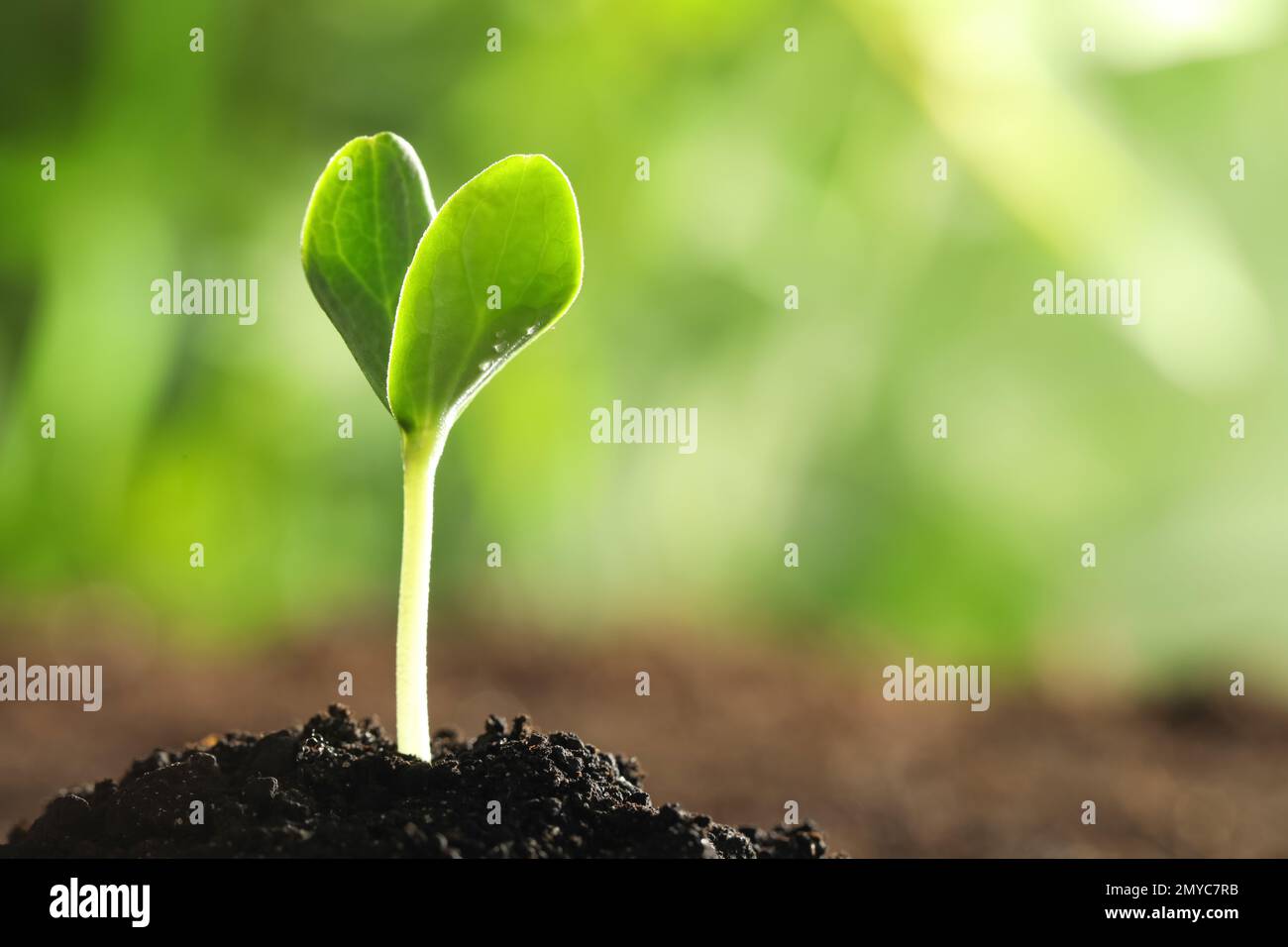 Young vegetable seedling growing in soil outdoors, space for text Stock ...