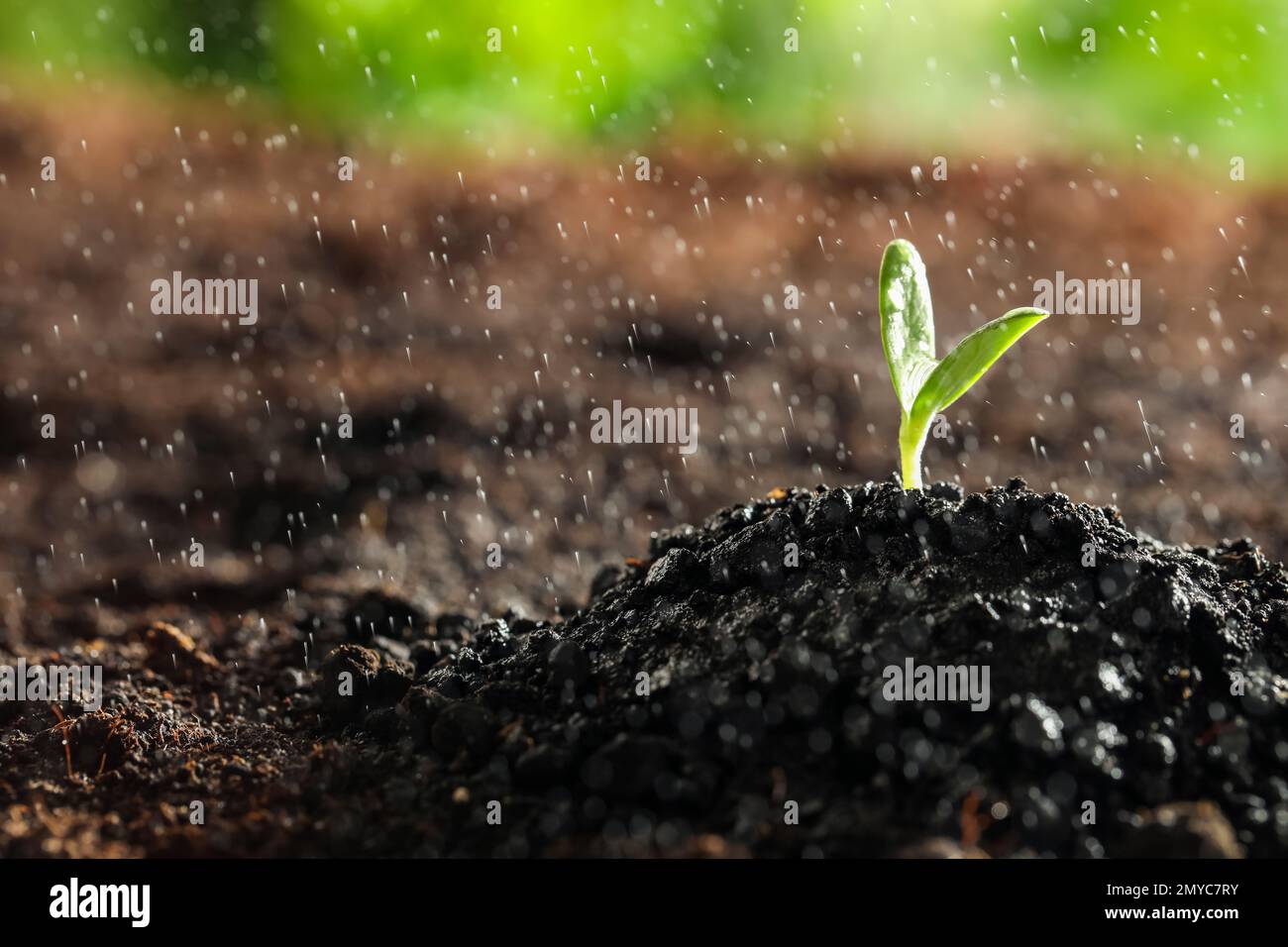 Young vegetable seedling under rain outdoors, space for text Stock ...