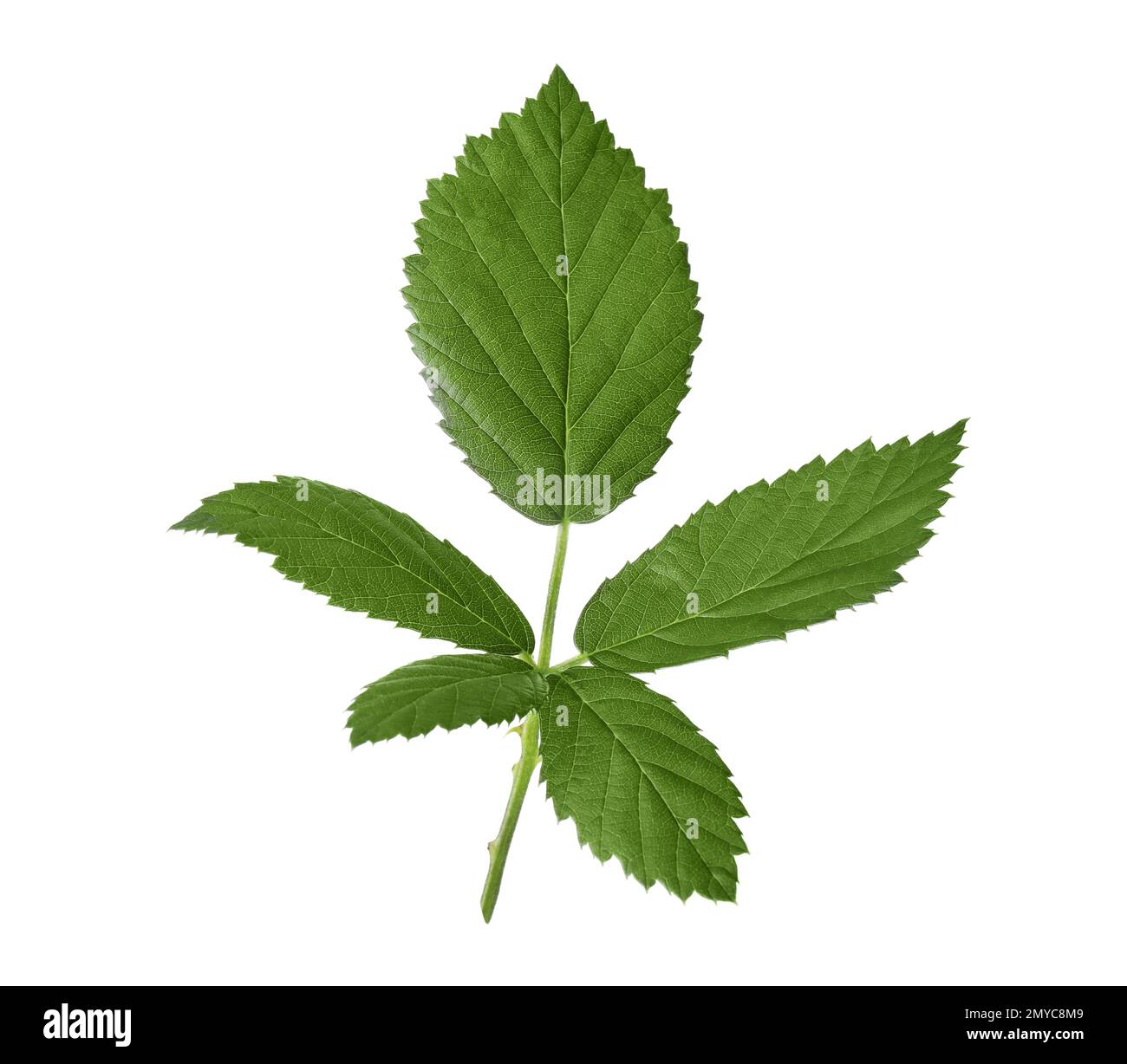 Blackberry leaves isolated on hi-res stock photography and images - Alamy
