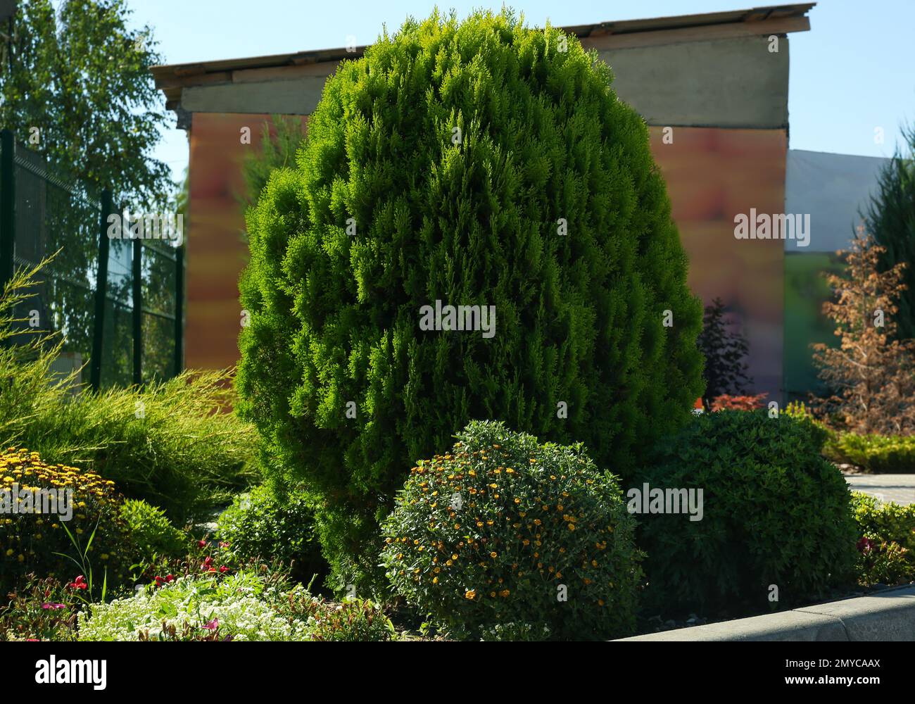 Yard plants concept hi-res stock photography and images - Alamy