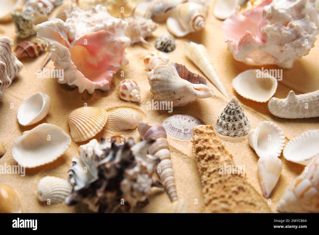 Different beautiful sea shells on sand, closeup Stock Photo - Alamy
