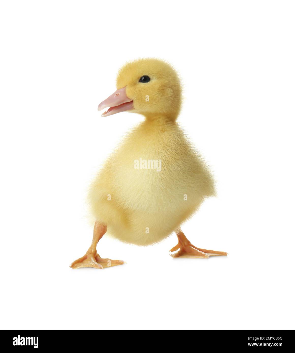 Cute fluffy gosling on white background. Farm animal Stock Photo - Alamy